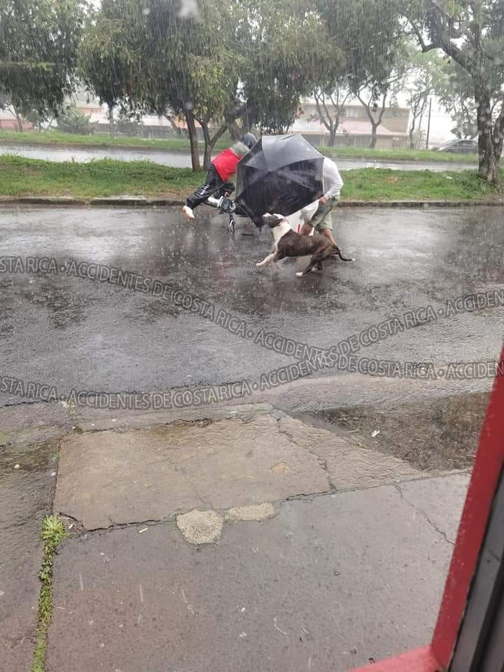 Perro Causa Accidente En Los Hatillos Somosacrnet