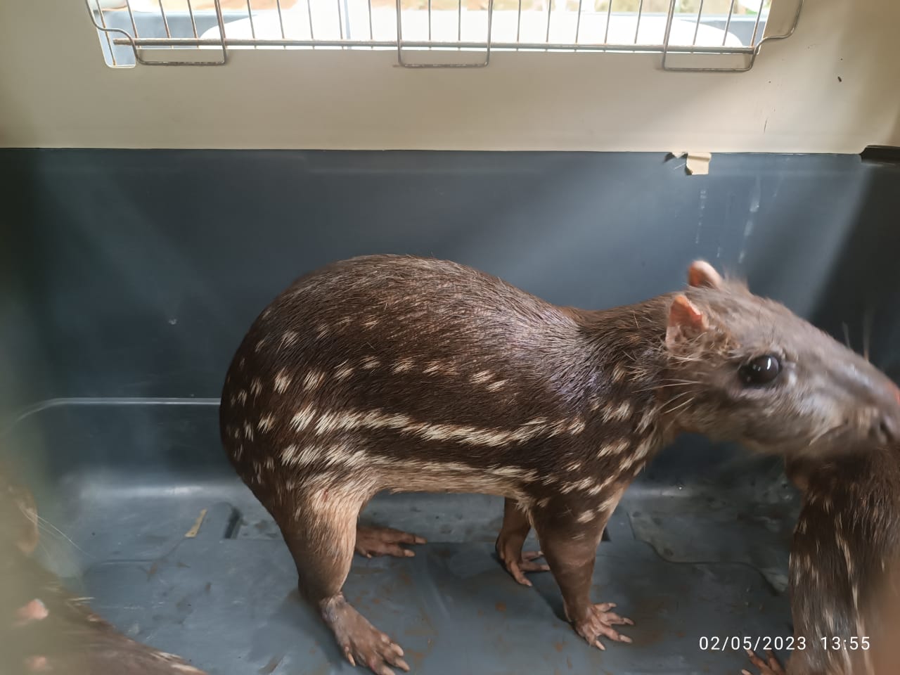Policías fronterizos y guardaparques rescatan ocho tepezcuintles que ...